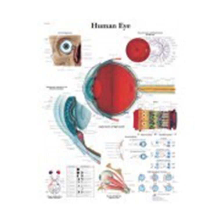 Human Eye Chart - Hospital Services Limited